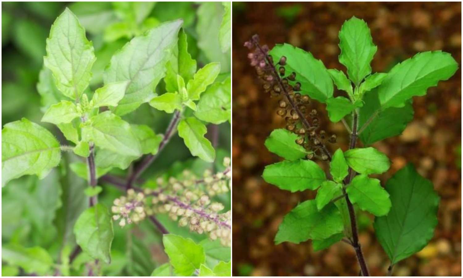 Astrology about Thulasi: ഇനി ഇക്കാര്യങ്ങൾ ശ്രദ്ധിക്കൂ..!! ഈ ചെടിയാണ് ...